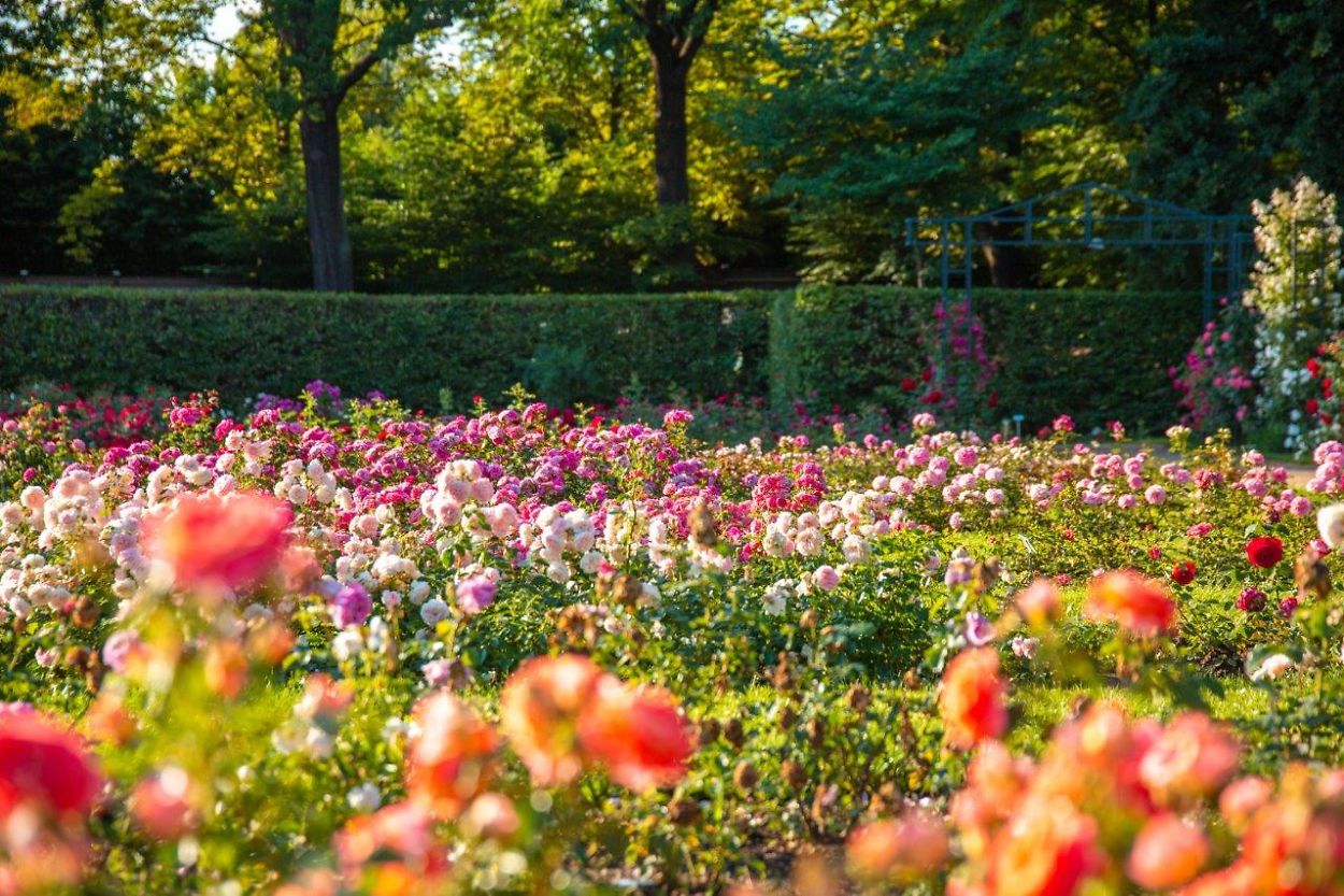 Stadt Forst (Lausitz) - Ostdeutscher Rosengarten Forst (Lausitz)