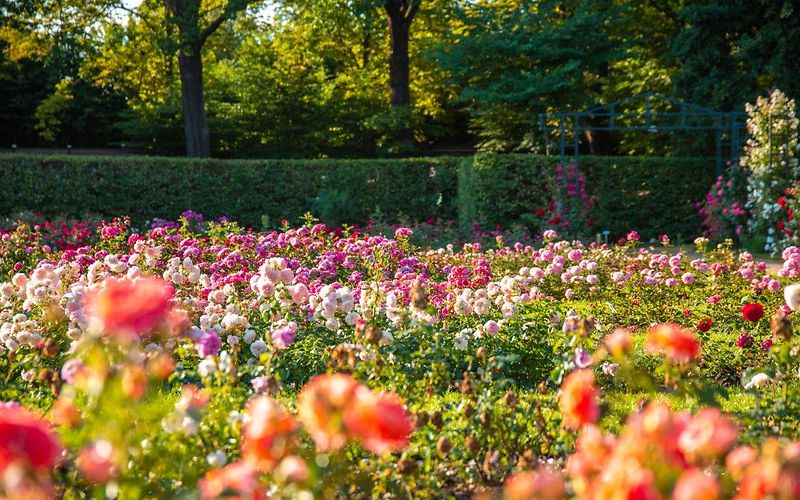 Stadt Forst (Lausitz) - Ostdeutscher Rosengarten Forst (Lausitz)