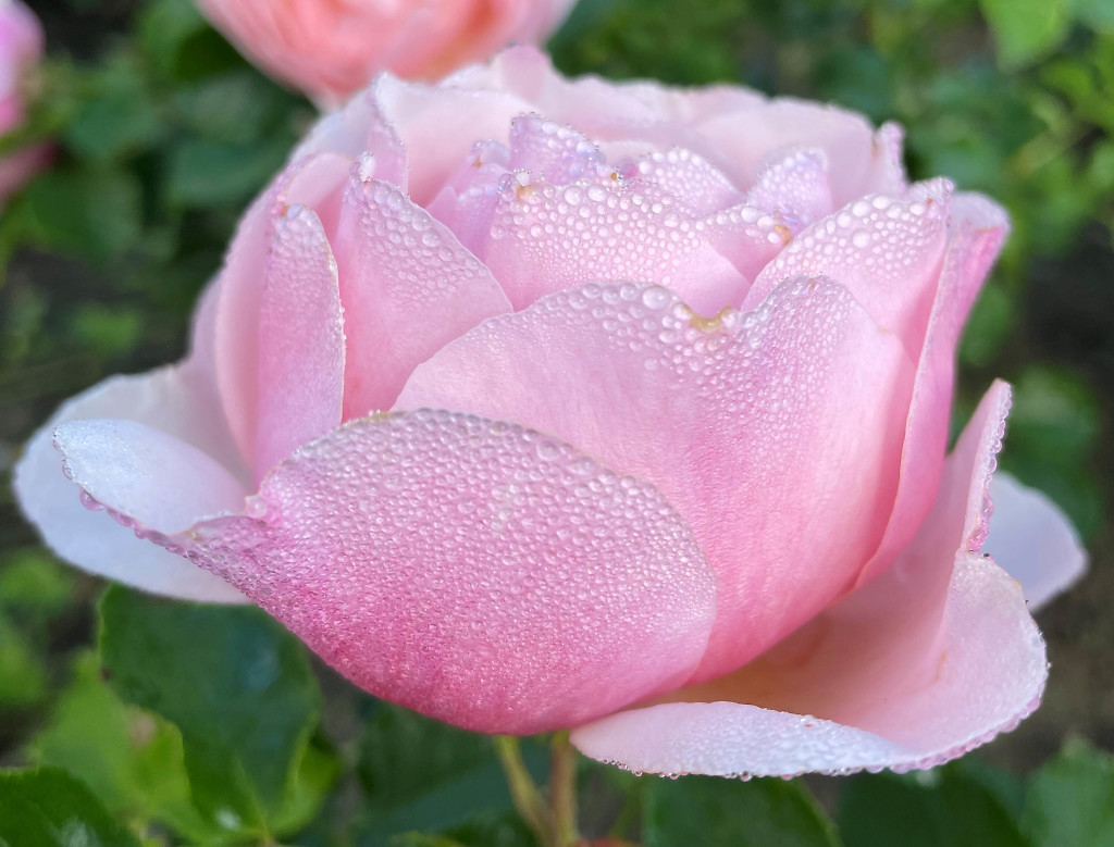 Stadt Forst (Lausitz) - Morgentau und Rosenduft - Eine Führung im ...